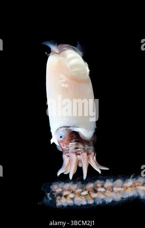 Ram's horn squid or the little post horn squid (Spirula spirula) is a ...
