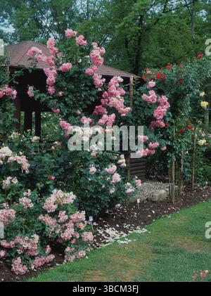 Climbing rose Manita, Rosarium Sangershausen, Saxony-Anhalt (Rosa ...