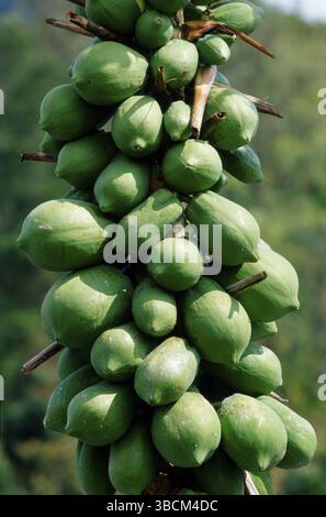 Papaya (Carica papaya) fruits, Caricaceae Stock Photo - Alamy