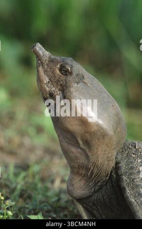 Snapping Turtle, American Snapping Turtle (Chelydra serpentina) at ...