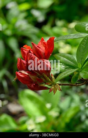 Red spring flowers and buds of deciduous azalea, Rhododendron 'Johana ...