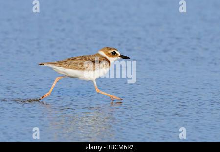 Wilson's plover (Anarhynchus wilsonia) at the ocean coast, Galveston ...