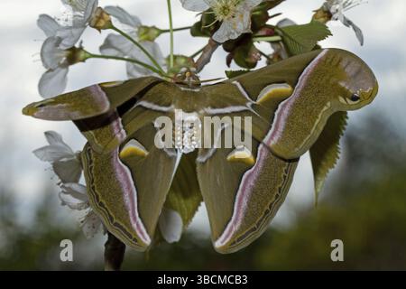 Ailanthus silkmoth (Samia cynthia), male Stock Photo - Alamy