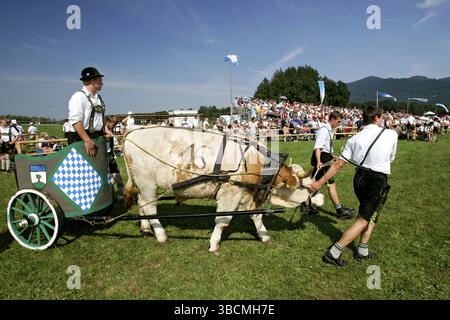 Men with oxen at the oxen races, Bichl, men with oxen at the oxen races ...