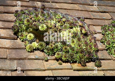 Houseleek (Sempervivum hybride) (Sedum hybride), Houseleek, Thickleaf ...