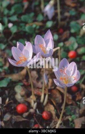 Crocus pulchellus or hairy crocus early spring purple flower after the ...