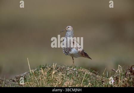 Pectoral Sandpiper (Calidris melanotos) Aves Stock Photo - Alamy