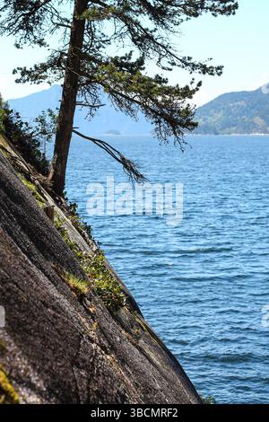 Spruce Tree Growing On An Oceanside Bluff Stock Photo - Alamy