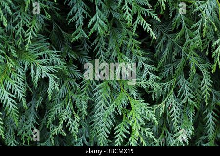 Eastern White Cedar Hedging Background Stock Photo - Alamy