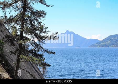 Spruce Tree Growing On An Oceanside Bluff Stock Photo - Alamy