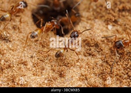 Yellow Pyramid Ant (Dorymyrmex flavus), Insecta, Roy G. Guerrero ...