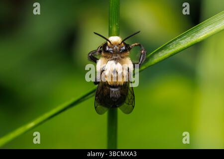 Abrupt Digger Bee (Anthophora abrupta Stock Photo - Alamy
