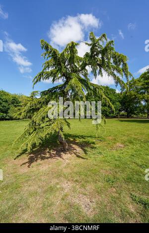 Roman Sculpture - Castle Museum, Colchester, Essex Stock Photo - Alamy