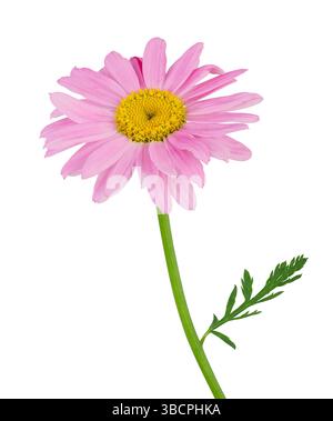 Wonderful pink daisy (Marguerite) also called Robinson Rose isolated on ...