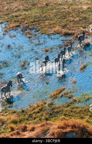 Aerial shot of a group of Zebras, Equus quagga chapmani, grazing in the ...
