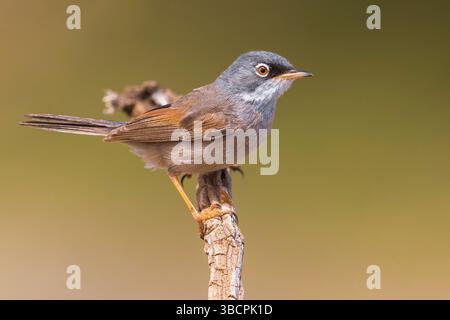 spectacled warbler (Sylvia conspicillata, Curruca conspicillata), male ...