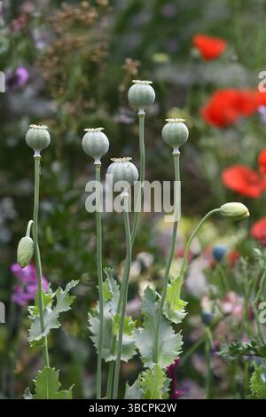 Tall Poppy Border Stock Photo - Alamy