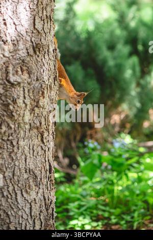 A brown squirrel behind branches Stock Photo - Alamy