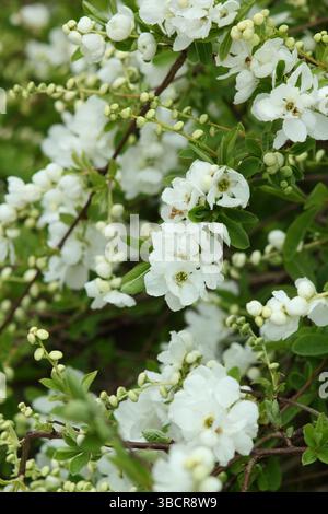 Pearl bush, Exochorda x macrantha 'The Bride' Stock Photo - Alamy