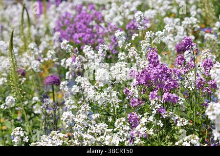 Richly flowering sweet rocket in purple and white Stock Photo - Alamy