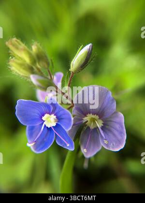 Veronica chamaedrys Germander speedwell – deep blue flowers with two ...