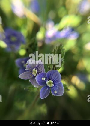 Veronica chamaedrys Germander speedwell – deep blue flowers with two ...