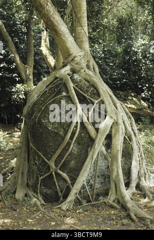 Chinese banyan (Ficus microcarpa Stock Photo - Alamy