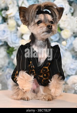 Liv, a Morkie, dressed as Doja Cat poses during the "The Pet Gala ...