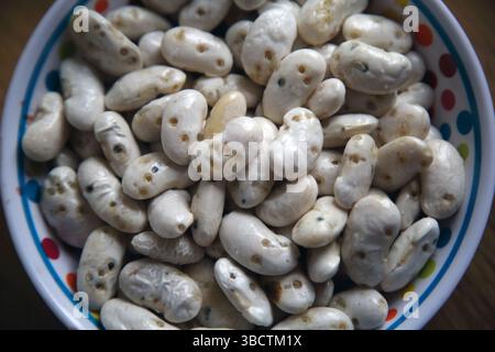 Infestation of Bean Weevils in Broad beans put in water Stock Photo - Alamy