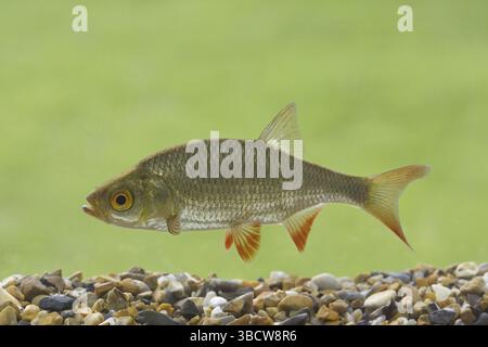 Common Rudd (Scardinius erythrophthalmus), immature, swimming, Norfolk ...
