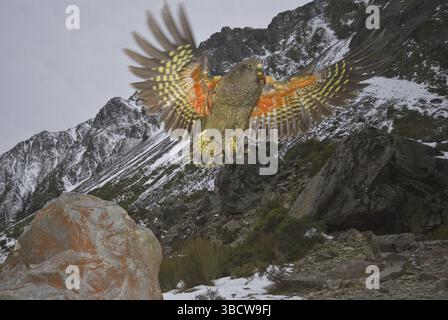 Kea (Nestor notabilis), adult, in flight, Arthurs Pass, Southern Alps ...