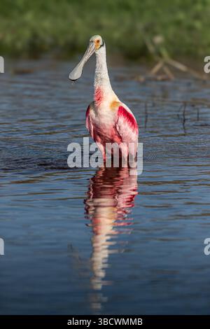 Roseate spoonbills display their bright pink color Stock Photo - Alamy
