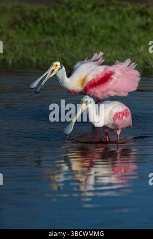 Roseate spoonbills display their bright pink color Stock Photo - Alamy