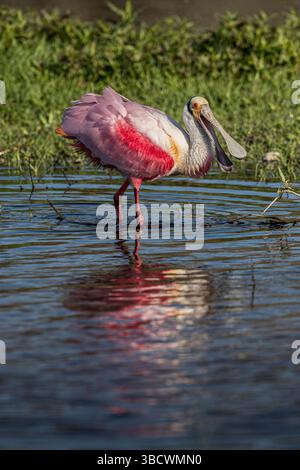Roseate spoonbills display their bright pink color Stock Photo - Alamy