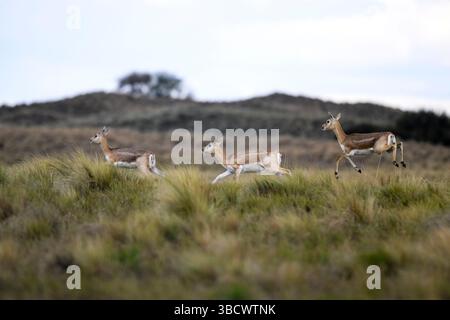 Blackbuck Antelope jumping in Pampas plain environment, La Pampa ...