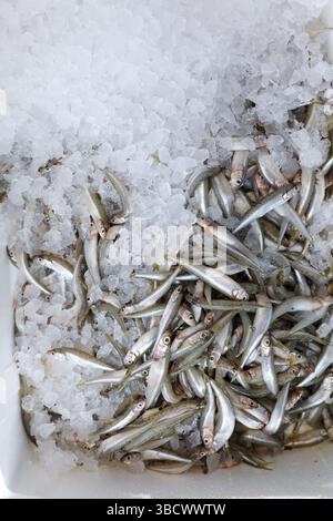 Big-scale Sand Smelt (Atherina boyeri Stock Photo - Alamy