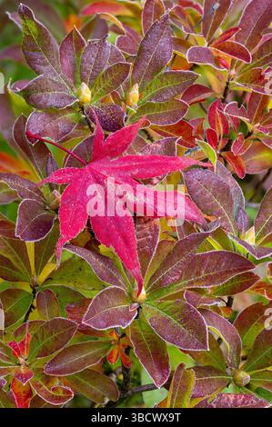 Frost on fallen Japanese Maple leaf Stock Photo - Alamy