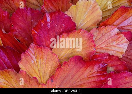 USA, Washington State, Sammamish witch hazel leaves with fall color ...
