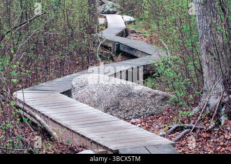 Zigzagging Wooden Forest Raised Walkways in Southern Massachusetts ...
