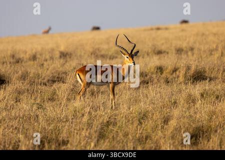 The impala or rooibok is a medium-sized antelope found in eastern and ...