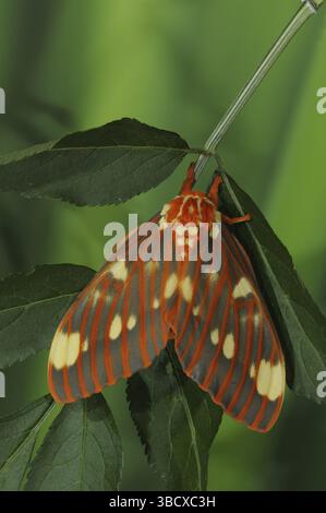 Regal Moth (Citheronia regalis), adult, close-up of head and legs ...