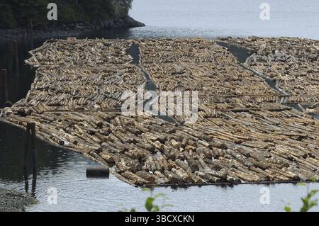 Logging activity, mass of floating logs, awaiting transportation ...