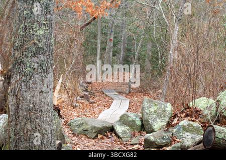 A Northeastern shoreline pathway, with timbered boards, offers a serene ...