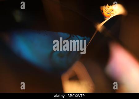 organic bubble textures abstract macro Stock Photo - Alamy