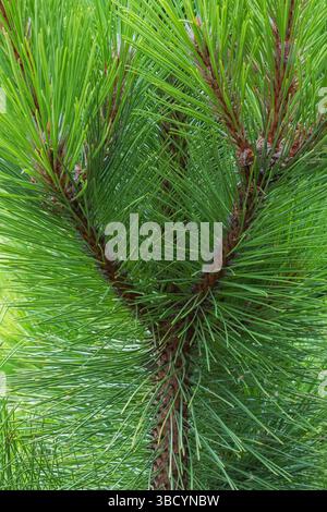 Pinus resinosa 'Morel' - Red Pine tree in summer Stock Photo - Alamy