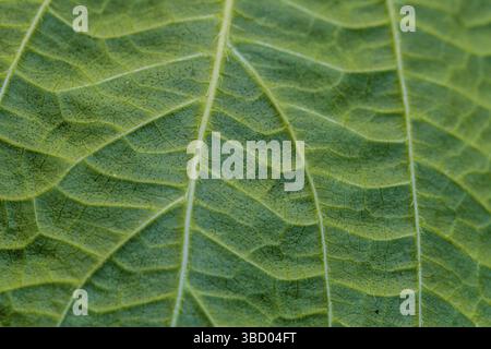 Closeup of leaf of Sesame plant (Sesamum indicum) with view of stem ...