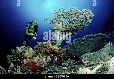 Diver and table coral, Acropora divaricata, Sudan, Africa, Red Sea ...