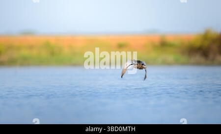 Garganey Spatula querquedula in a lagoon. Oiseaux du Djoudj National ...
