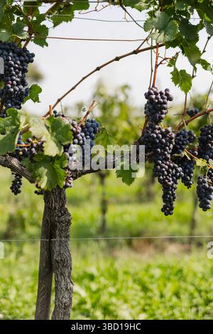 A lush grapevine laden with dark, ripe grape bunches, ready for harvest ...