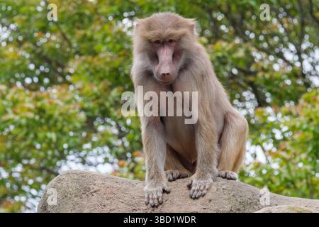 The marmoset baboon (Papio hamadryas) is a primate species of the ...